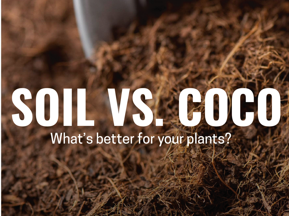 Soil vs. Coco Coir: A Comparison for Growing Plants – Premier Grow