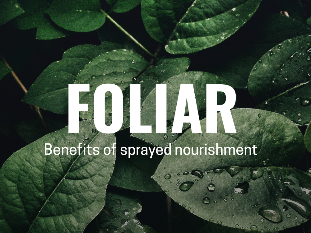 The Benefits of Foliar Feeding: A Guide to Nourishing Your Plants ...