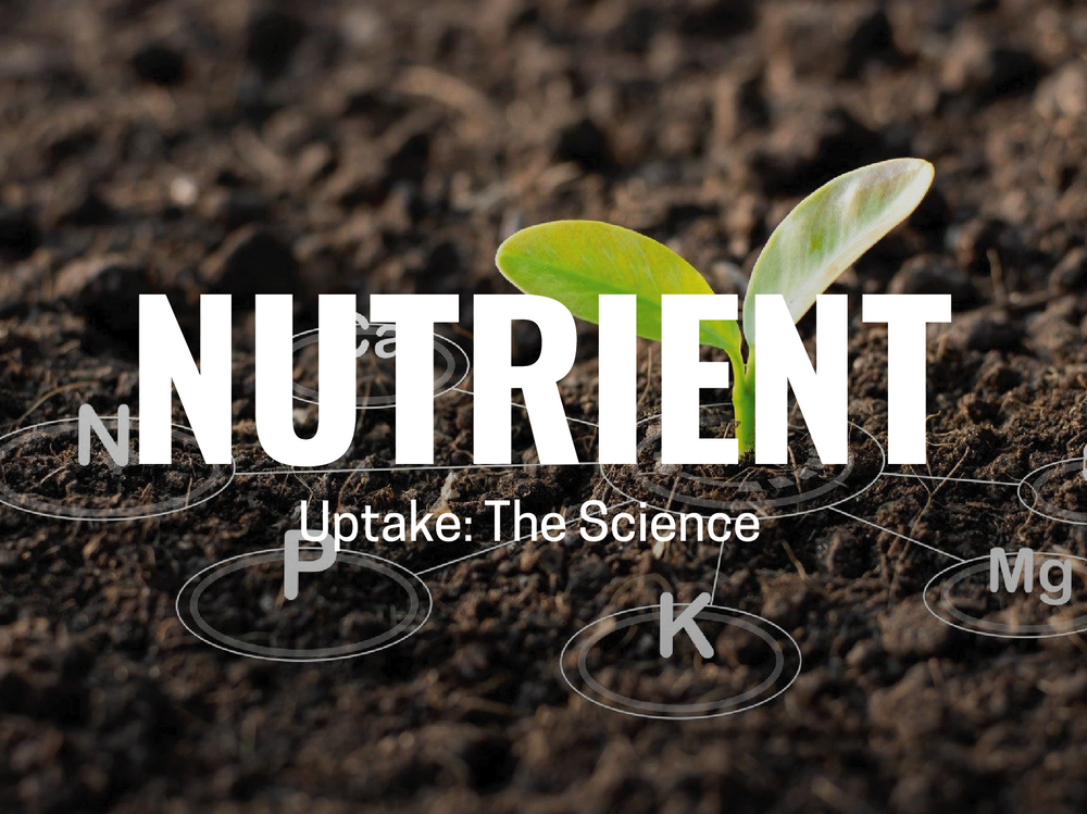 How Plants Take in Nutrients: The Science Behind Growth – Premier Grow