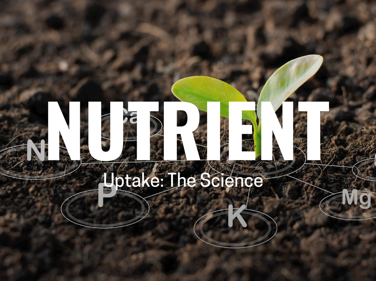 How Plants Take in Nutrients: The Science Behind Growth – Premier Grow